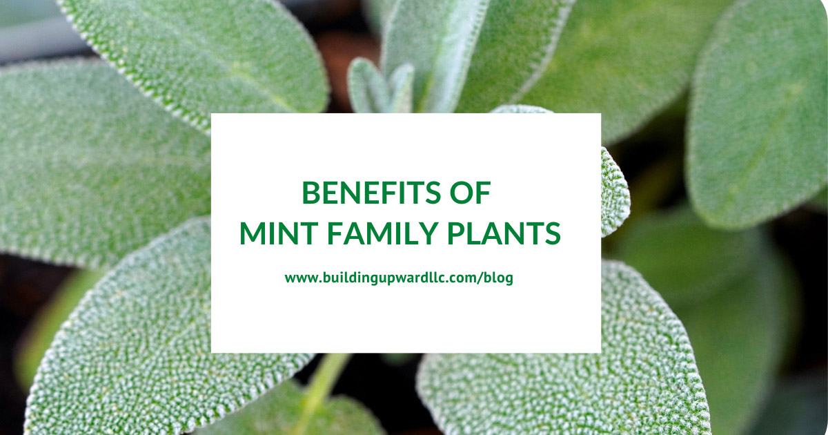 Benefits of Mint Family Plants - Building Upward