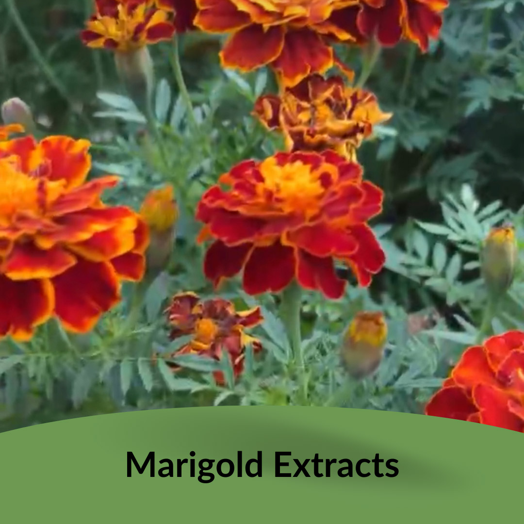 Marigold Extracts - Building Upward